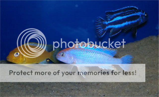 Dwarf Mbuna - help needed with selection please! | Cichlid Fish Forum