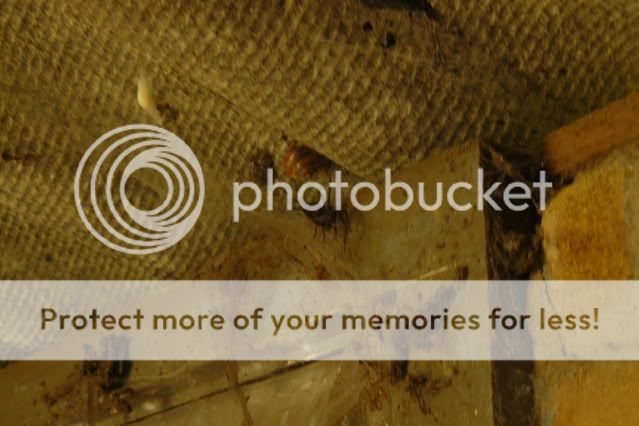 spinnen: hoe groot nederlandse spin/overleeft vogelspin NL? • Bokt.nl