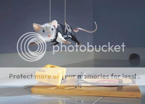 Eeeeeeekkk! A mouse! (Austin, West, Lawn: fit in, how much, houses ...